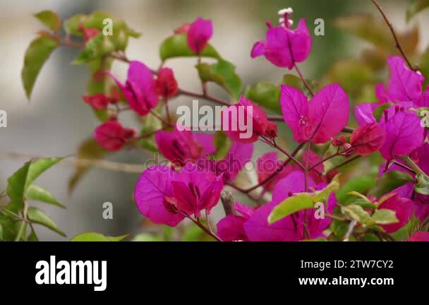 Bougainvillea are also known as buganvilla, bugambilia, bouganvilla ...