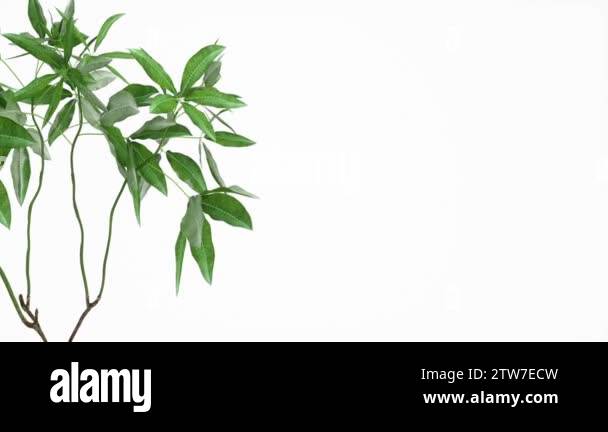 small green plant rotates on the left side of the screen, alpha channel ...