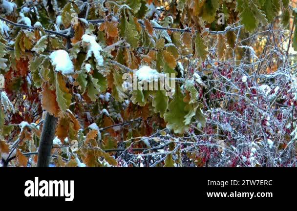 Snow and leaves Stock Videos & Footage - HD and 4K Video Clips - Alamy