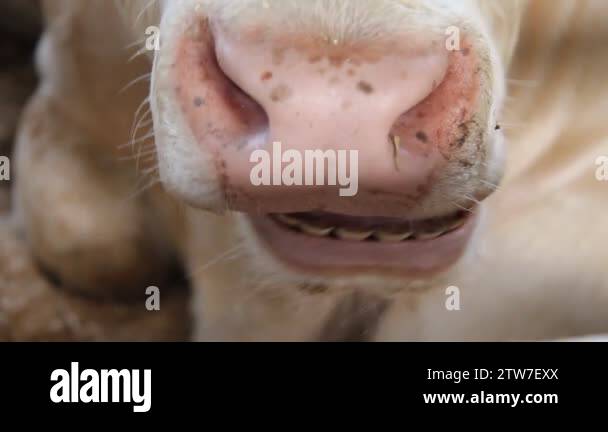 Cud design Stock Videos & Footage - HD and 4K Video Clips - Alamy