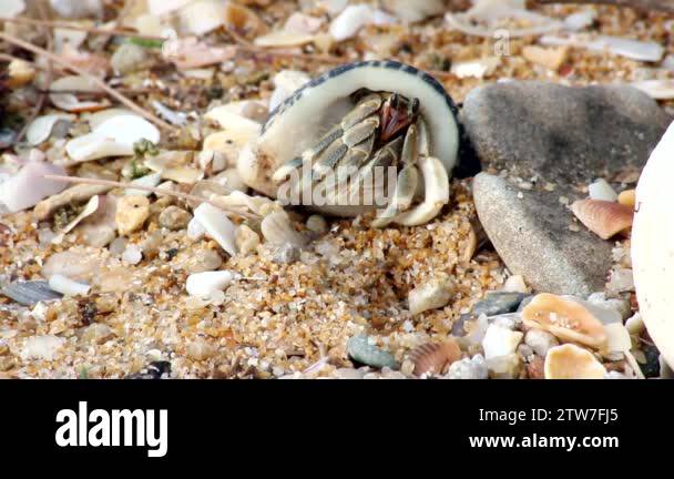 Shell legs Stock Videos & Footage - HD and 4K Video Clips - Alamy