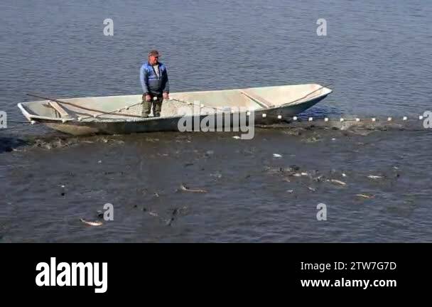 Fisherman Pulling Fishing Net. Freshwater Fish Farming. Harvest of ...