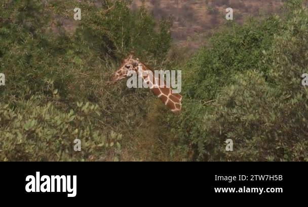 Giraffa camelopardalis reticulata kenya Stock Videos & Footage - HD and ...