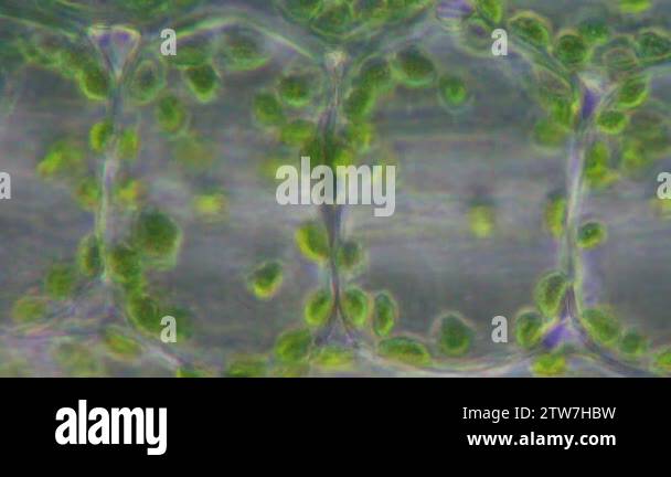 Chloroplasts in the living cells of lily under microscope Stock Video ...
