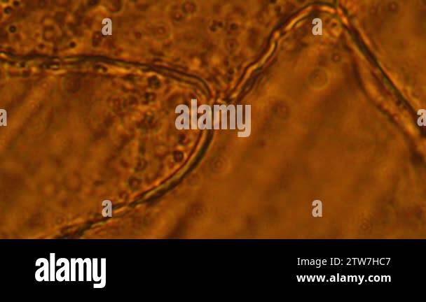 Epidermal Ridges Model