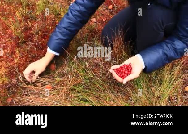Red berry picker Stock Videos & Footage - HD and 4K Video Clips - Alamy