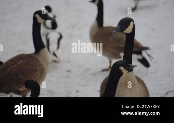 Large native goose Stock Videos & Footage - HD and 4K Video Clips - Alamy