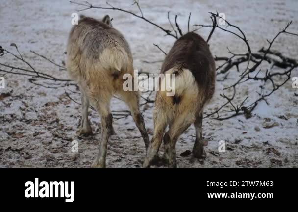 Reindeer (Rangifer tarandus), also known as caribou in North America ...