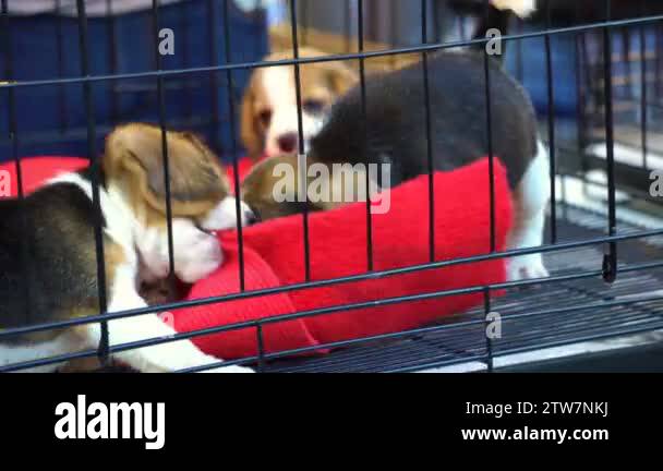 Puppies for sell playing together in cage 4K Stock Video Footage - Alamy