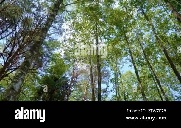 Pine tree trunck Stock Videos & Footage - HD and 4K Video Clips - Alamy