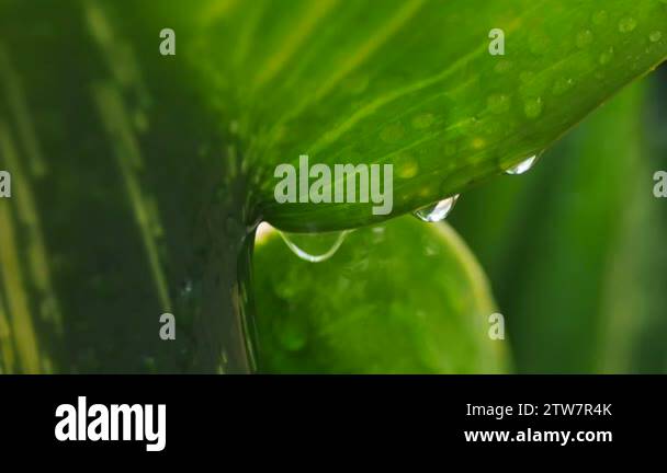 Raindrop on insect Stock Videos & Footage - HD and 4K Video Clips - Alamy