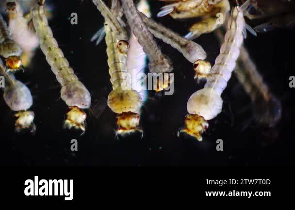 Mosquito, Larvae and Pupae in polluted water. Culex pipiens (the common ...