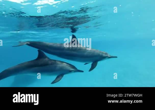 Two dolphins, mother and juvenile dolphin slowly swims in a circle ...