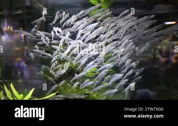 Indian catfish Stock Videos & Footage - HD and 4K Video Clips - Alamy