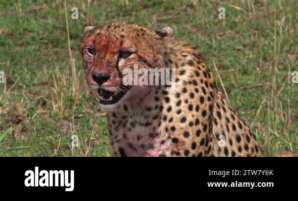 Cheetah with bloody face Stock Videos & Footage - HD and 4K Video Clips ...