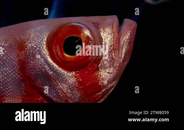 Crescent-tail bigeye (Priacanthus hamrur) portrait head, eye and fin ...