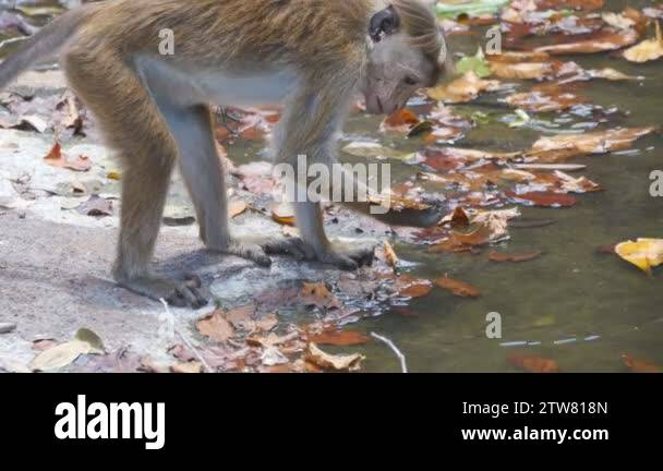 Wild monkey takes fallen leaves from the river in national park and ...