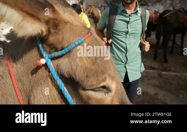 Burro standing on road Stock Videos & Footage - HD and 4K Video Clips ...