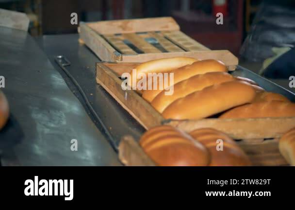 Baked golden baked loaves of bread are being put from the conveyor to ...