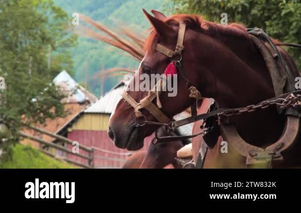 Agriculture concept. Horse with foal standing on ground road in the ...