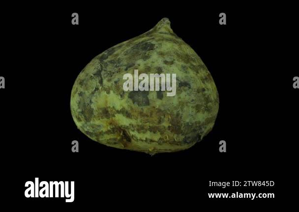 Realistic render of a rotating Mexican Turnip (Jicama) on black ...