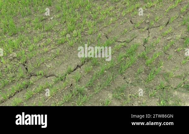 Very drought dry field land with wheat Triticum aestivum, drying up the ...