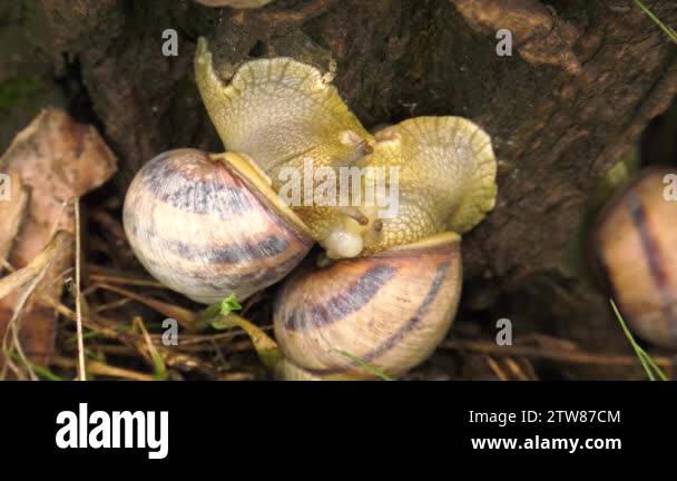 Land snail - Helix albescens. Mating process. x4 times Stock Video ...