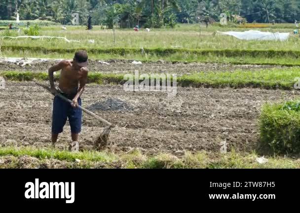 Farmar Stock Videos & Footage - HD and 4K Video Clips - Alamy