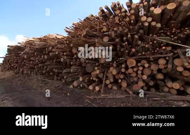 Cutting down trees for their wood Stock Videos & Footage - HD and 4K ...