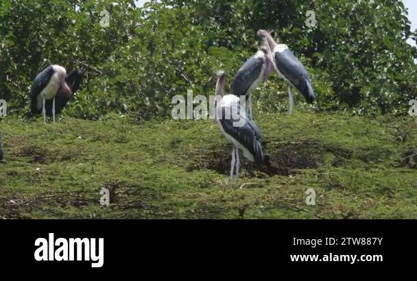 Marabou Storks, leptoptilos crumeniferus, Nairobi Park in Kenya, Real ...