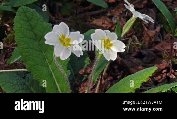 Primrose primula vulgaris flowers Stock Videos & Footage - HD and 4K ...