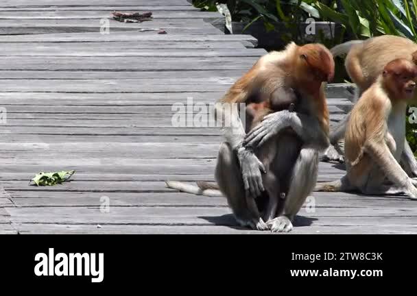 Female Proboscis monkey with a baby sitting on the feeding platform in ...