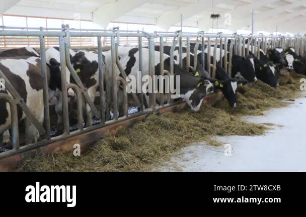 Diary agriculture Stock Videos & Footage - HD and 4K Video Clips - Alamy