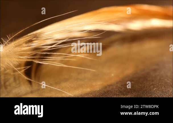 Parts of a colorful rooster feather with details moving Stock Video ...