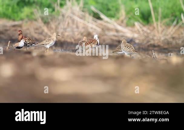 Common sandpiper flight Stock Videos & Footage - HD and 4K Video Clips ...