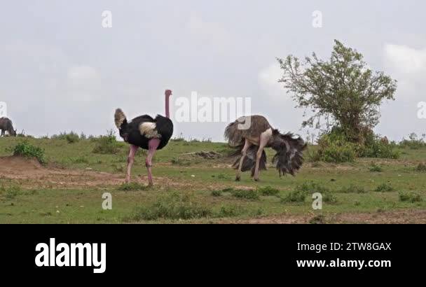 Ostrichs, Struthio camelus, Male and Female,Courtship displaying before ...