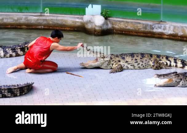 Crocodile show. Animal trainer and crocodiles in the arena. Thailand ...