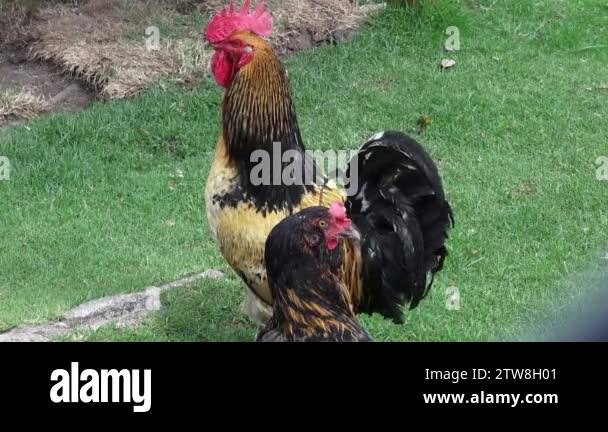 Game poultry Stock Videos & Footage - HD and 4K Video Clips - Alamy