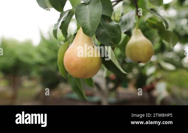 Wind shakes branches with a ripe juicy pear on fruit tree field during ...