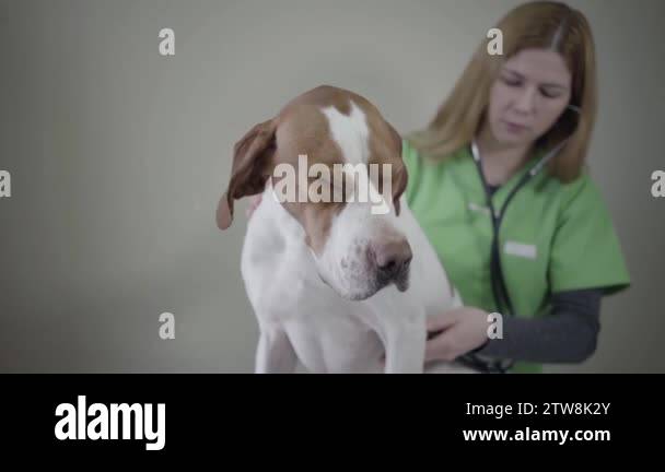 English Pointer dog portrait in veterinary clinic. Veterinarian woman ...
