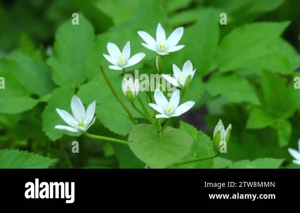 Plants native to europe Stock Videos & Footage - HD and 4K Video Clips ...