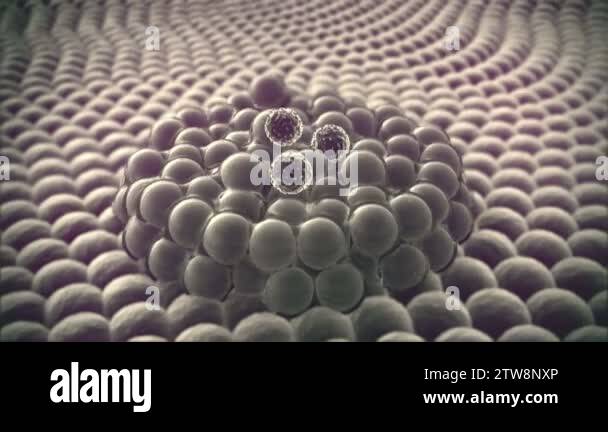 coronavirus kills the cells, 3d rendered macrophage and virus, cells ...