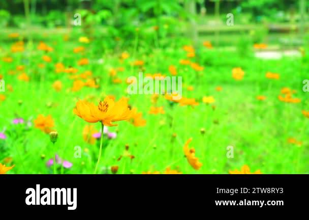 Summer gaden Stock Videos & Footage - HD and 4K Video Clips - Alamy