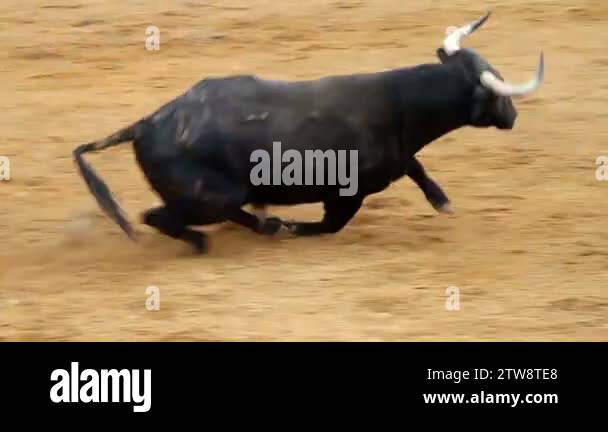 Matador in bullring with bull Stock Videos & Footage - HD and 4K Video ...