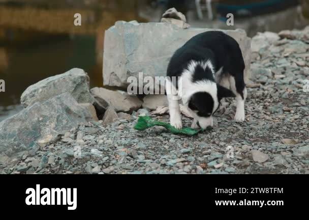 Altai dog Stock Videos & Footage - HD and 4K Video Clips - Alamy