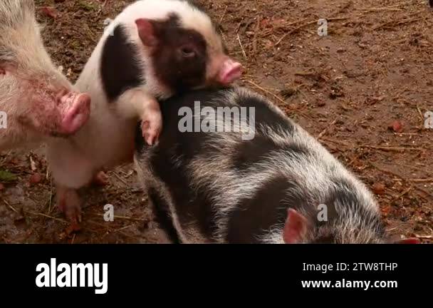 Fat farm animal drawing Stock Videos & Footage - HD and 4K Video Clips ...