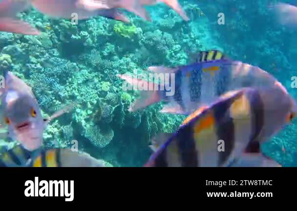 Major fish Stock Videos & Footage - HD and 4K Video Clips - Alamy