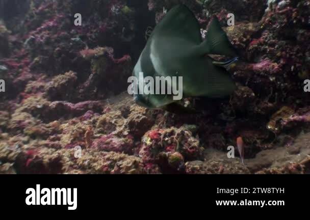 Butterfly fish underwater natural aquarium of sea and ocean in Maldives ...