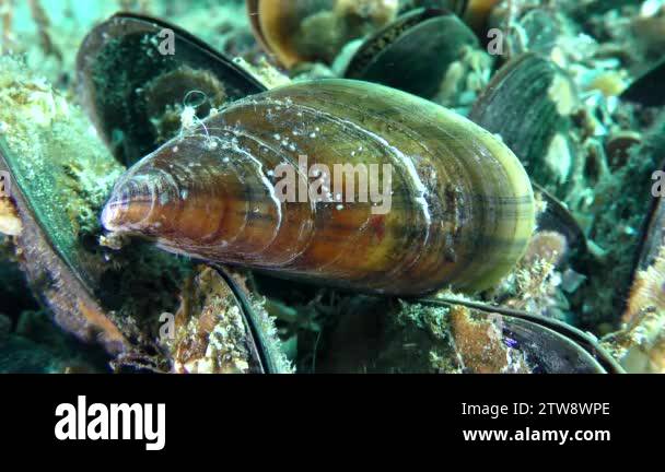 Blue mussel shells mytilus edulis Stock Videos & Footage - HD and 4K ...