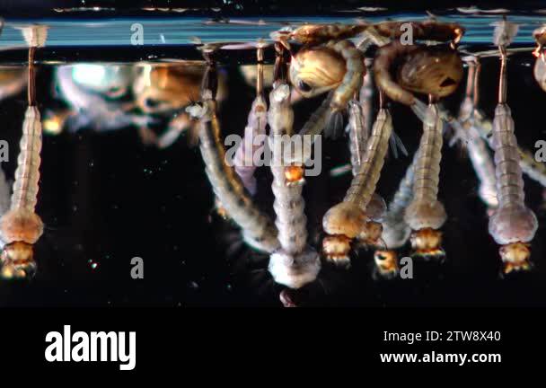 Mosquito, Larvae and Pupae in polluted water. Culex pipiens (the common ...